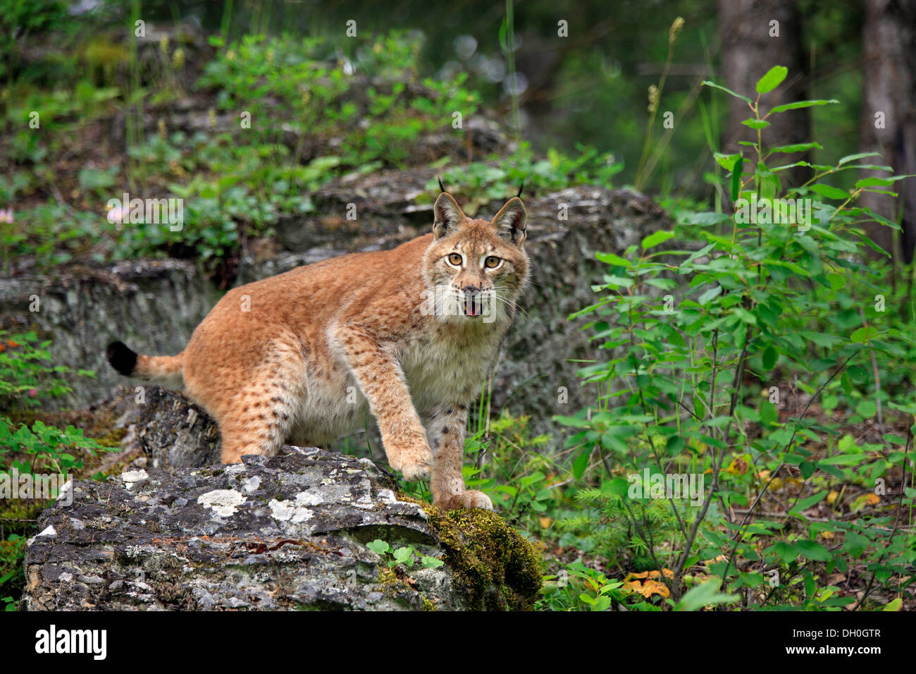 Eurasian Lynx or Northern Lynx (Lynx lynx), female, captive, Montana ...