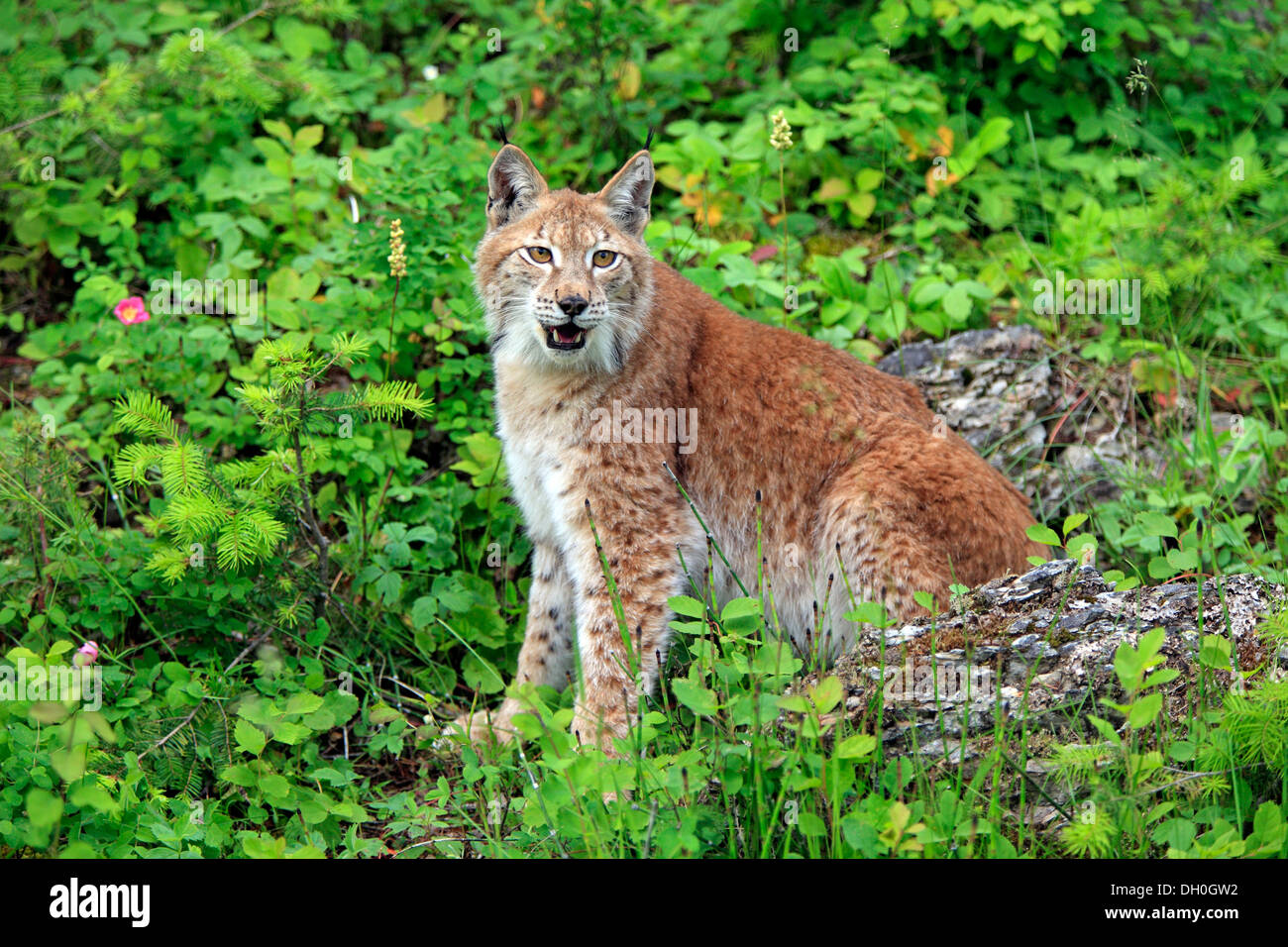 Eurasian Lynx or Northern Lynx (Lynx lynx), female, captive, Montana ...