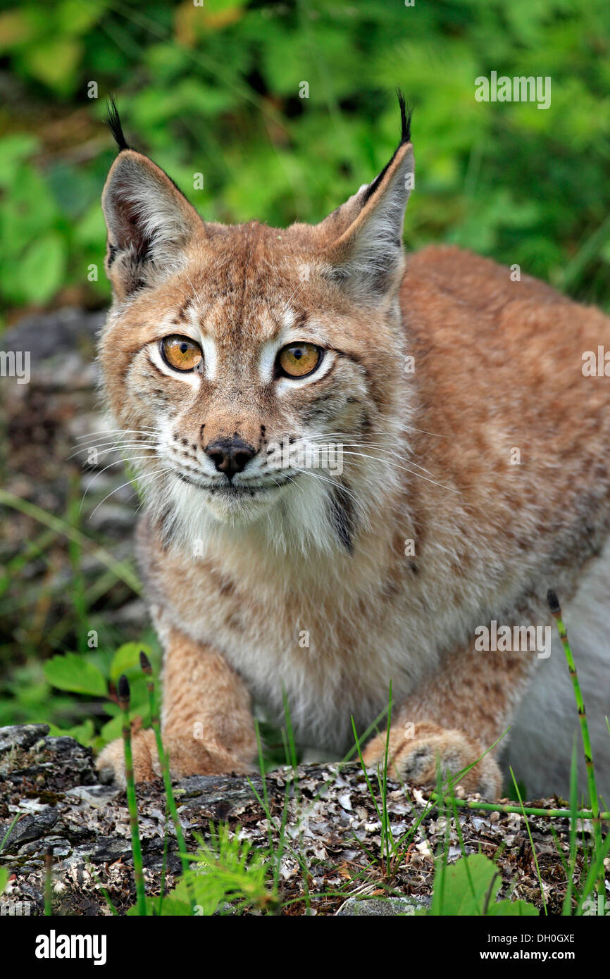 Eurasian Lynx or Northern Lynx (Lynx lynx), female, captive, Montana ...