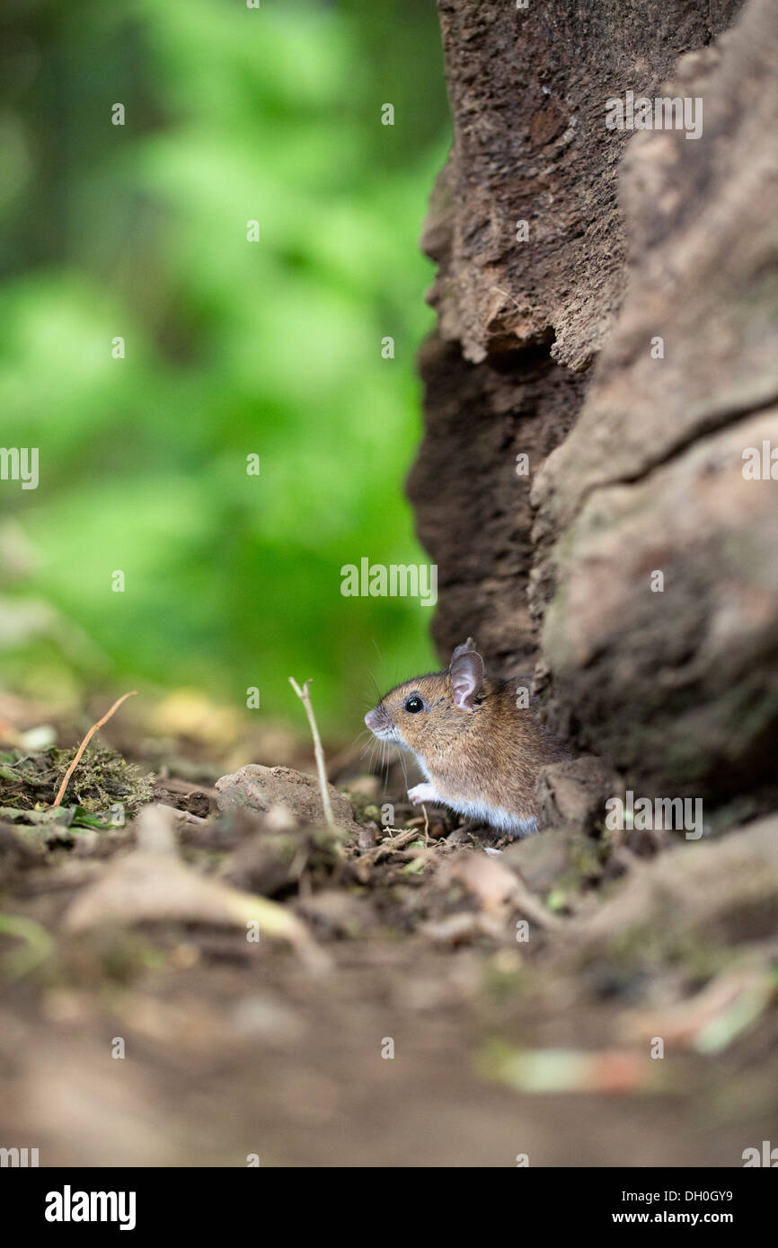 Wood mouse hi-res stock photography and images - Alamy