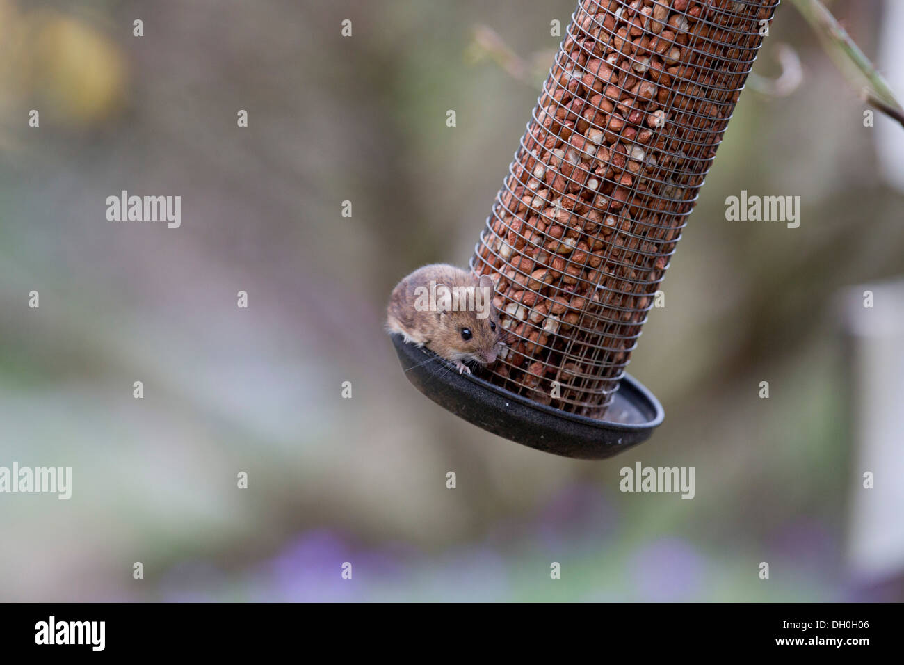 Wood mouse eating hi-res stock photography and images - Alamy