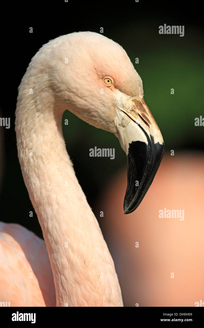 Greater Flamingo (Phoenicopterus roseus), portrait, captive, Heidelberg ...