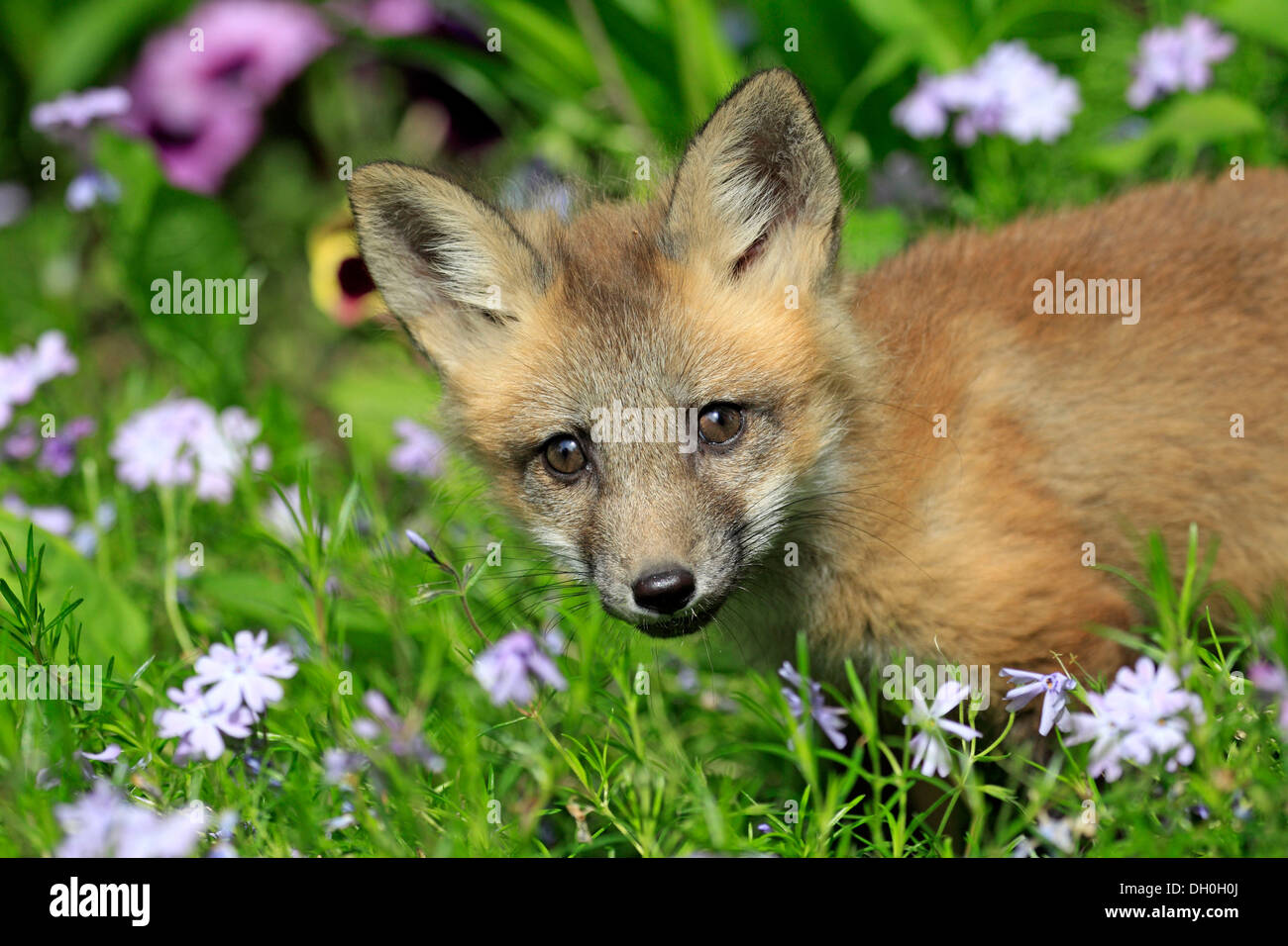 Fox cub with eye contact hi-res stock photography and images - Alamy