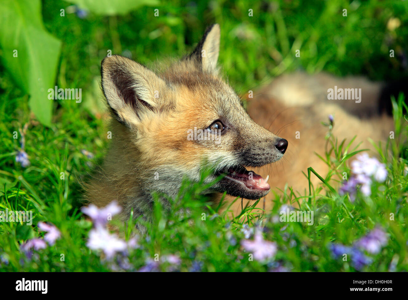 Red Fox (Vulpes vulpes), ten weeks old, captive, cub on a flower meadow ...