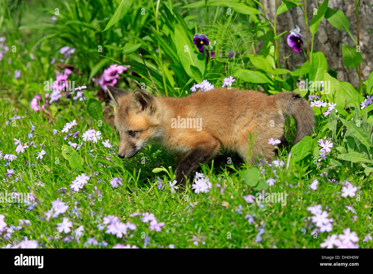 Red fox cub flower hi-res stock photography and images - Alamy