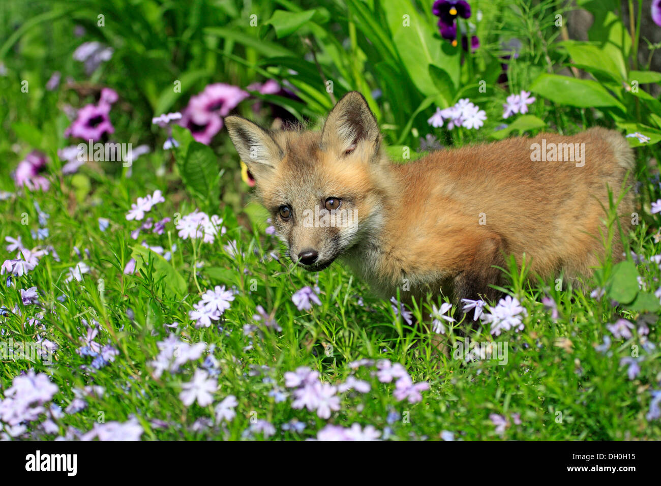 Red Fox (Vulpes vulpes), ten weeks old, captive, cub on a flower meadow ...