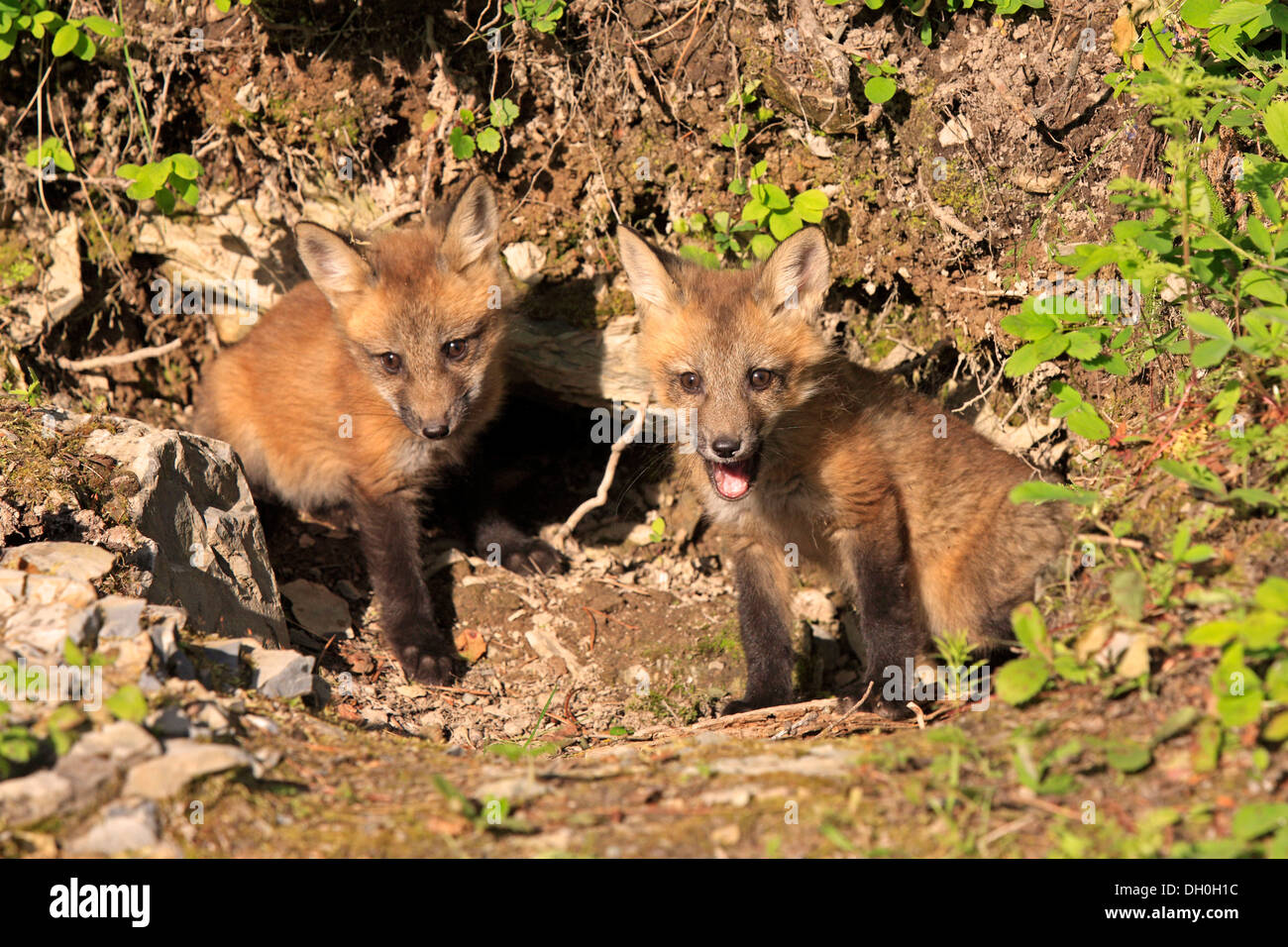 Red Fox (Vulpes vulpes) cubs sitting in front of a den, ten weeks old ...
