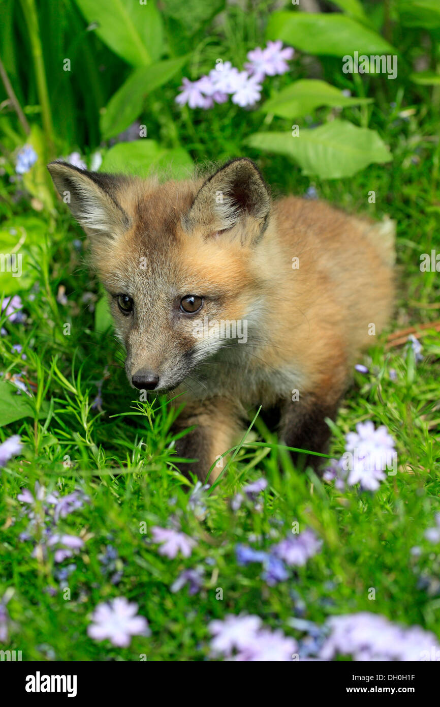 Red fox cub weeks old hi-res stock photography and images - Alamy