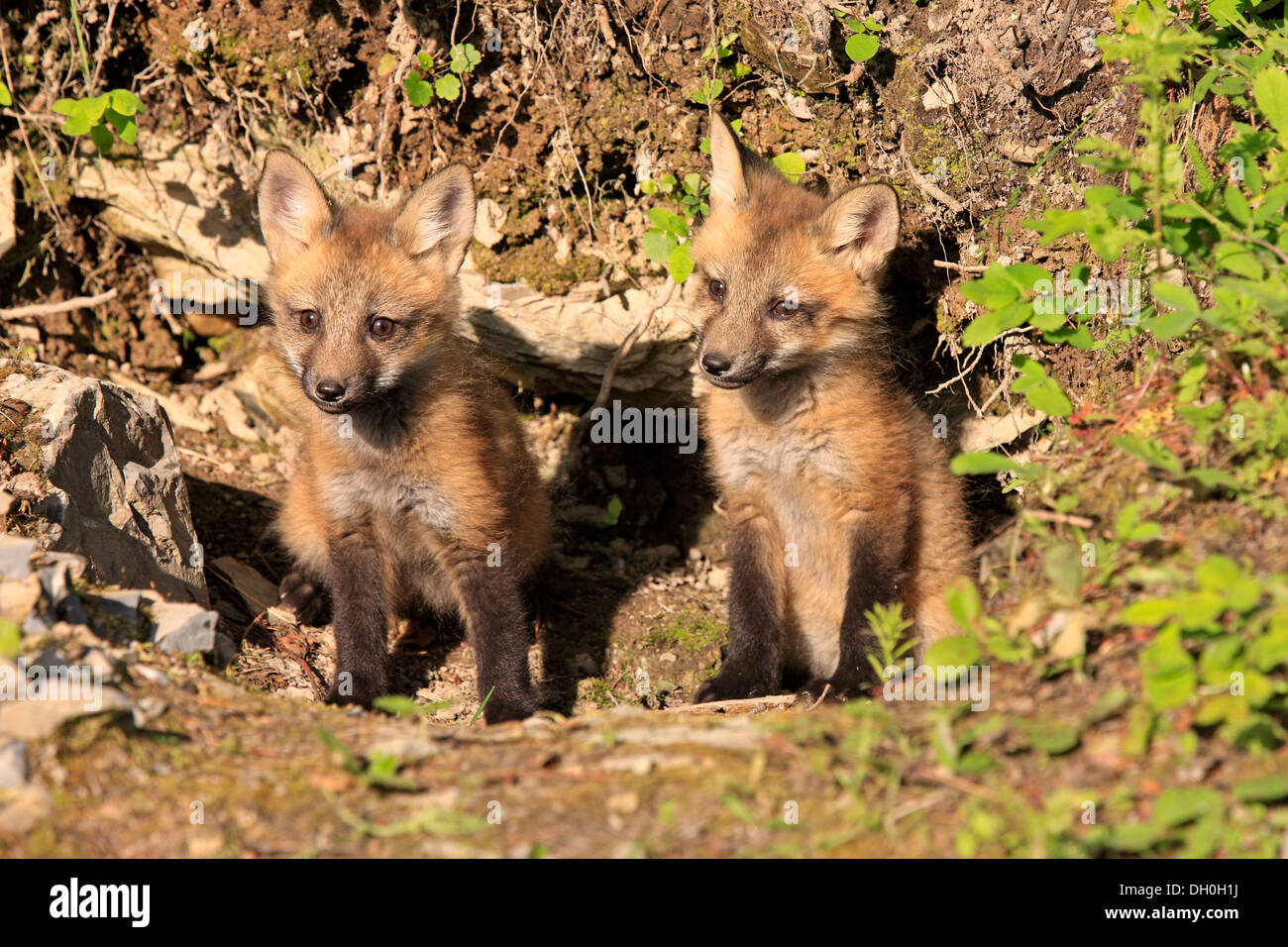 Red Fox (Vulpes vulpes) cubs sitting in front of a den, ten weeks old ...