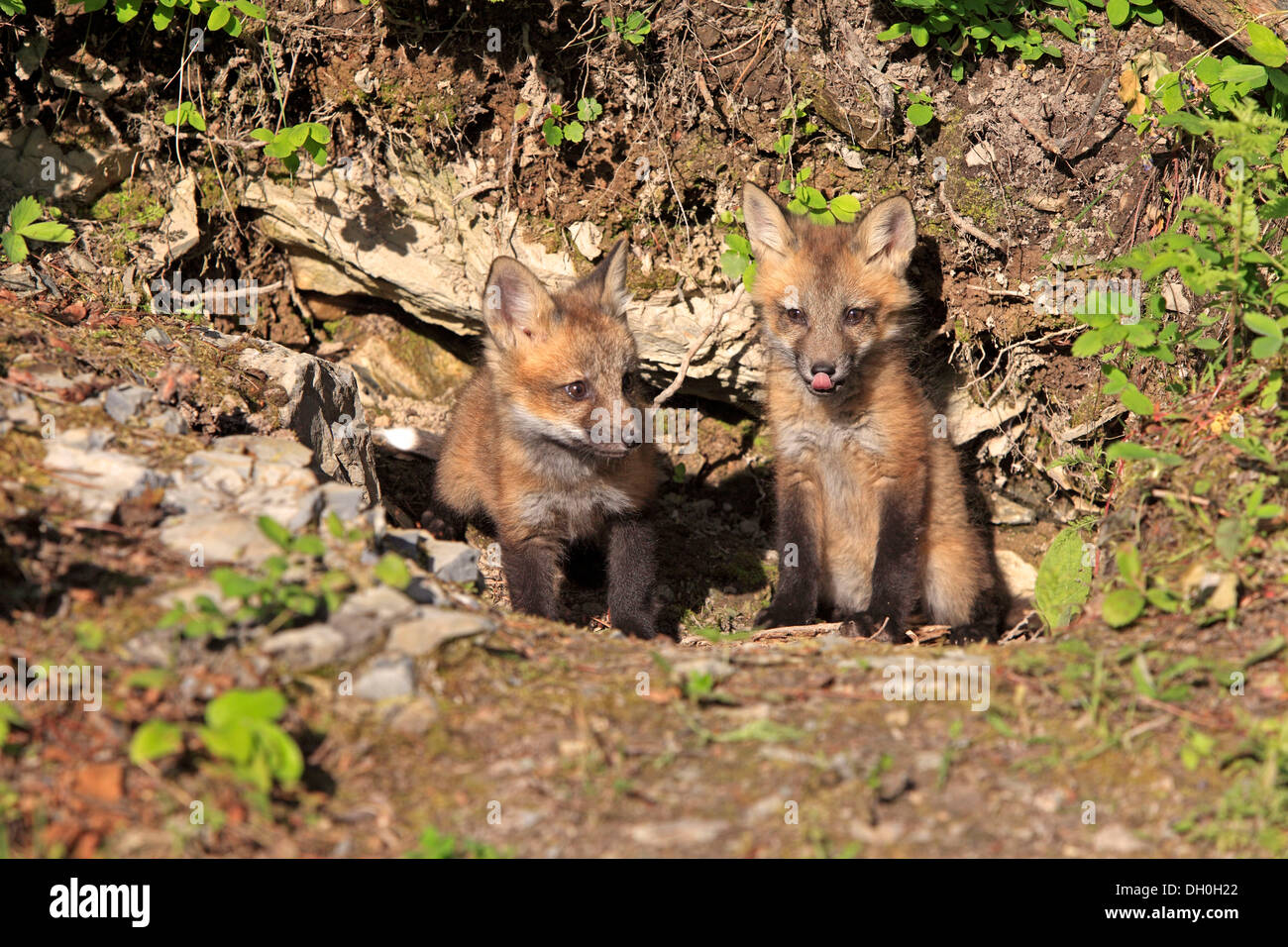Red Fox (Vulpes vulpes) cubs sitting in front of a den, ten weeks old ...