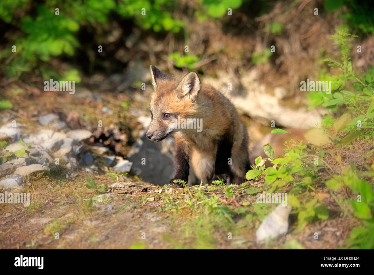 Red Fox (Vulpes vulpes) cub sitting in front of a den, ten weeks old ...