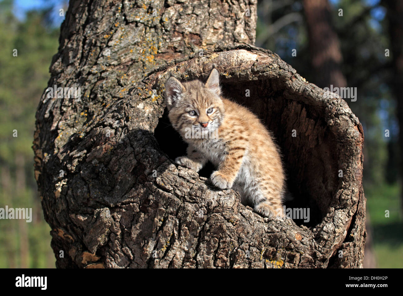 Juvenile bobcat hi-res stock photography and images - Alamy