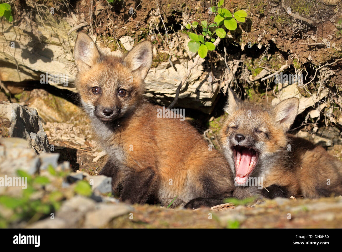 Red fox cubs den hi-res stock photography and images - Alamy