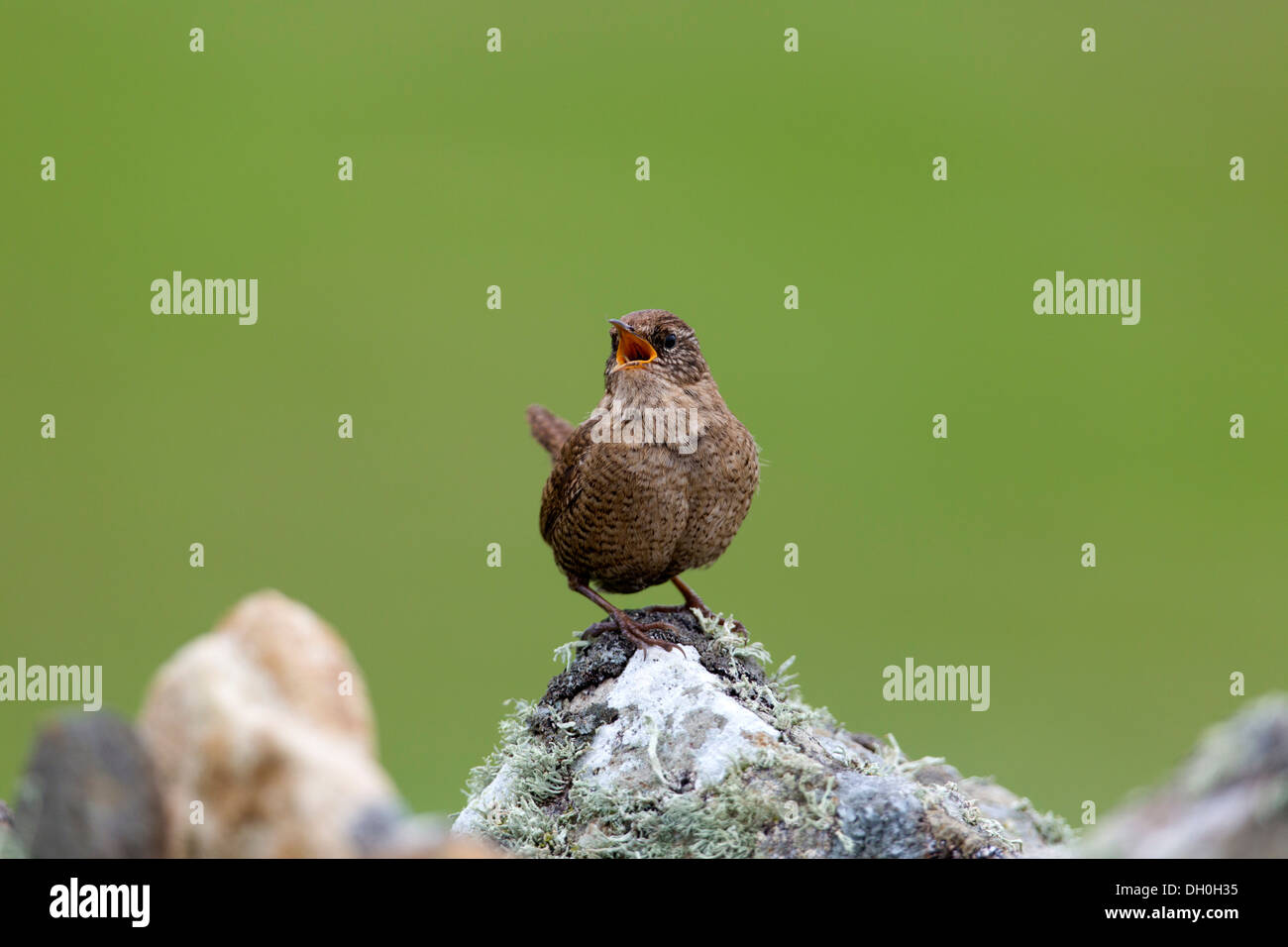 Shetland wren hi-res stock photography and images - Alamy