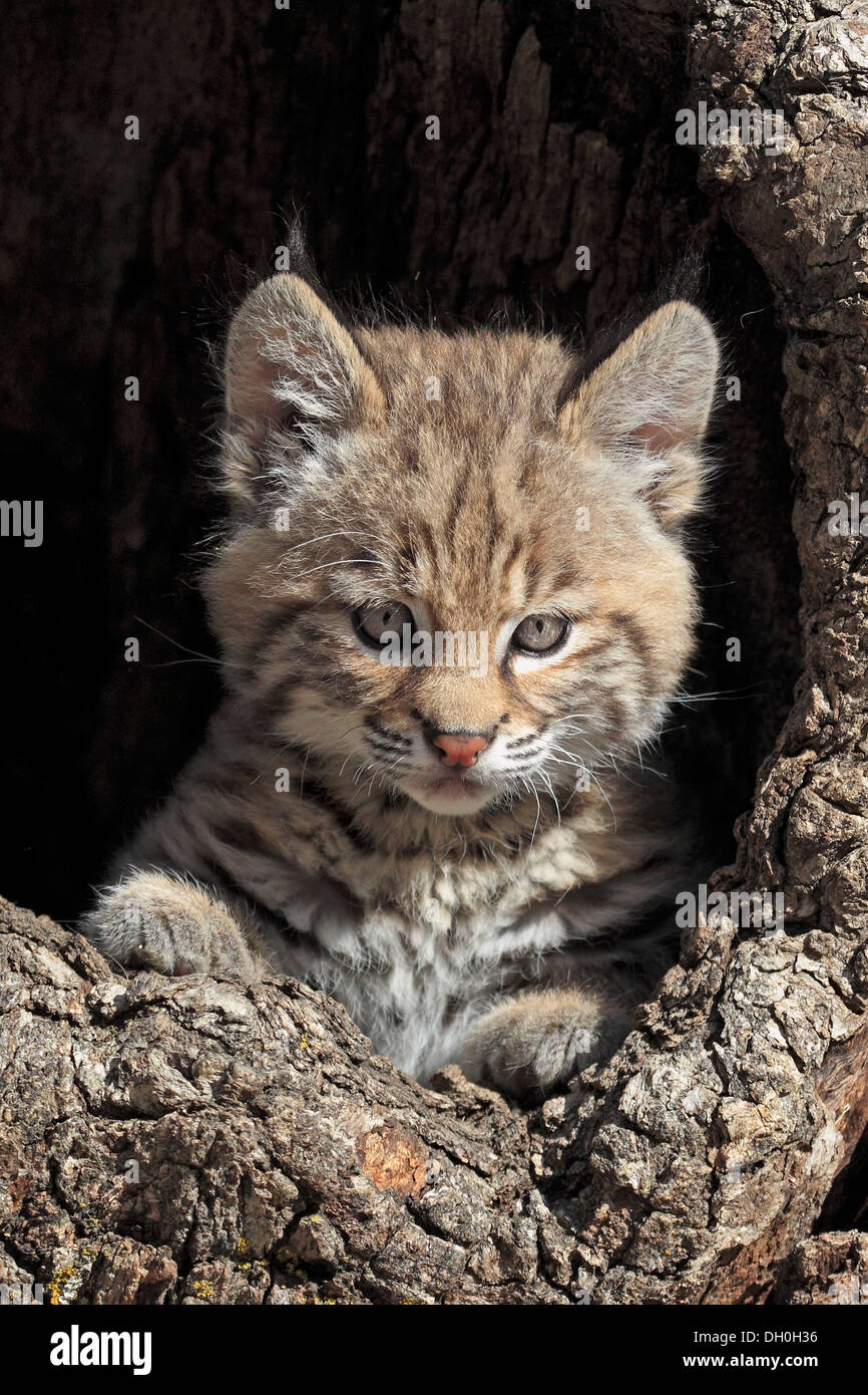 Lynx rufus hi-res stock photography and images - Alamy