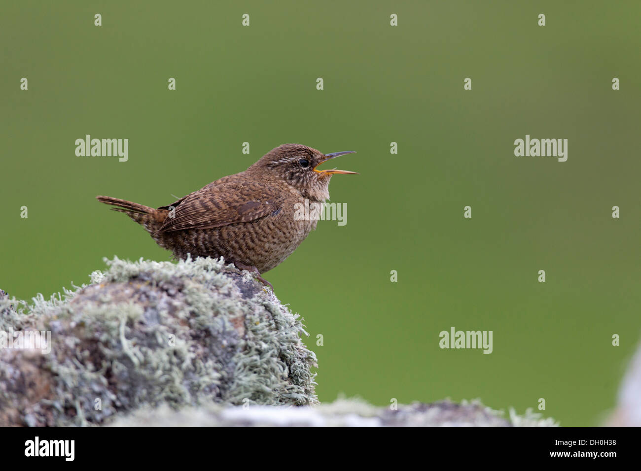 Shetland wren hi-res stock photography and images - Alamy