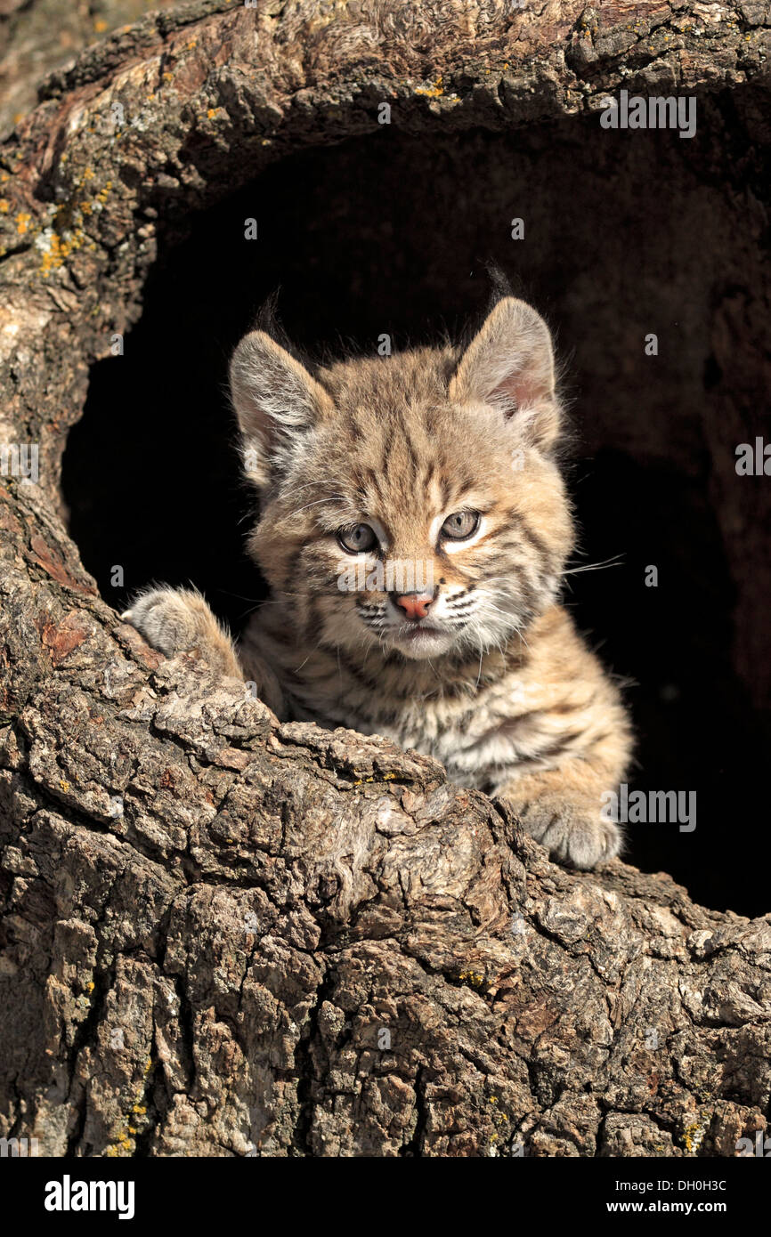 Cute Baby Bobcat