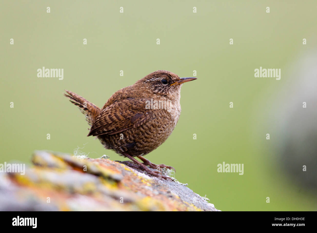 Shetland wren hi-res stock photography and images - Alamy