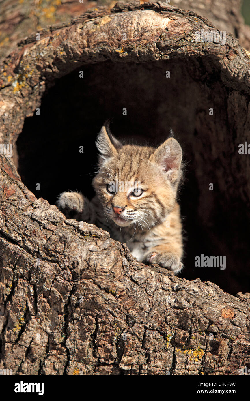 Baby Bobcats Animals