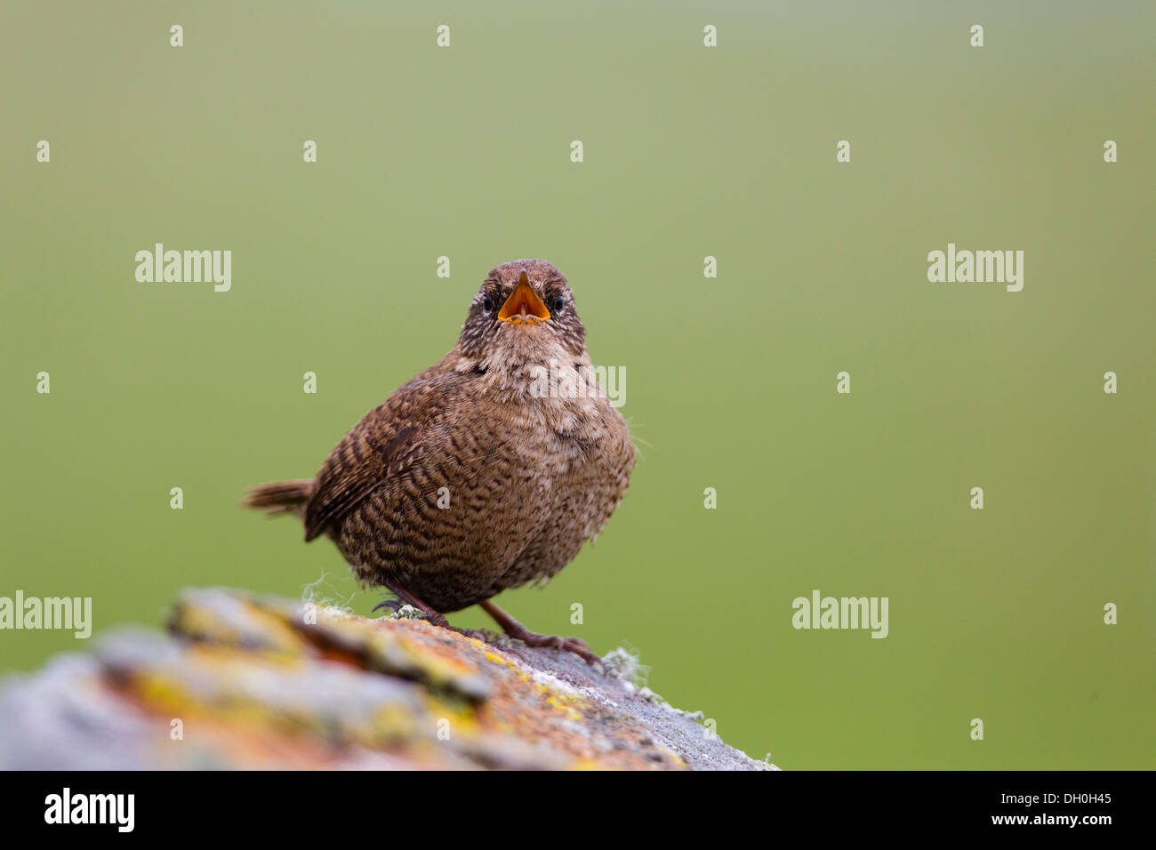 Shetland wren hi-res stock photography and images - Alamy