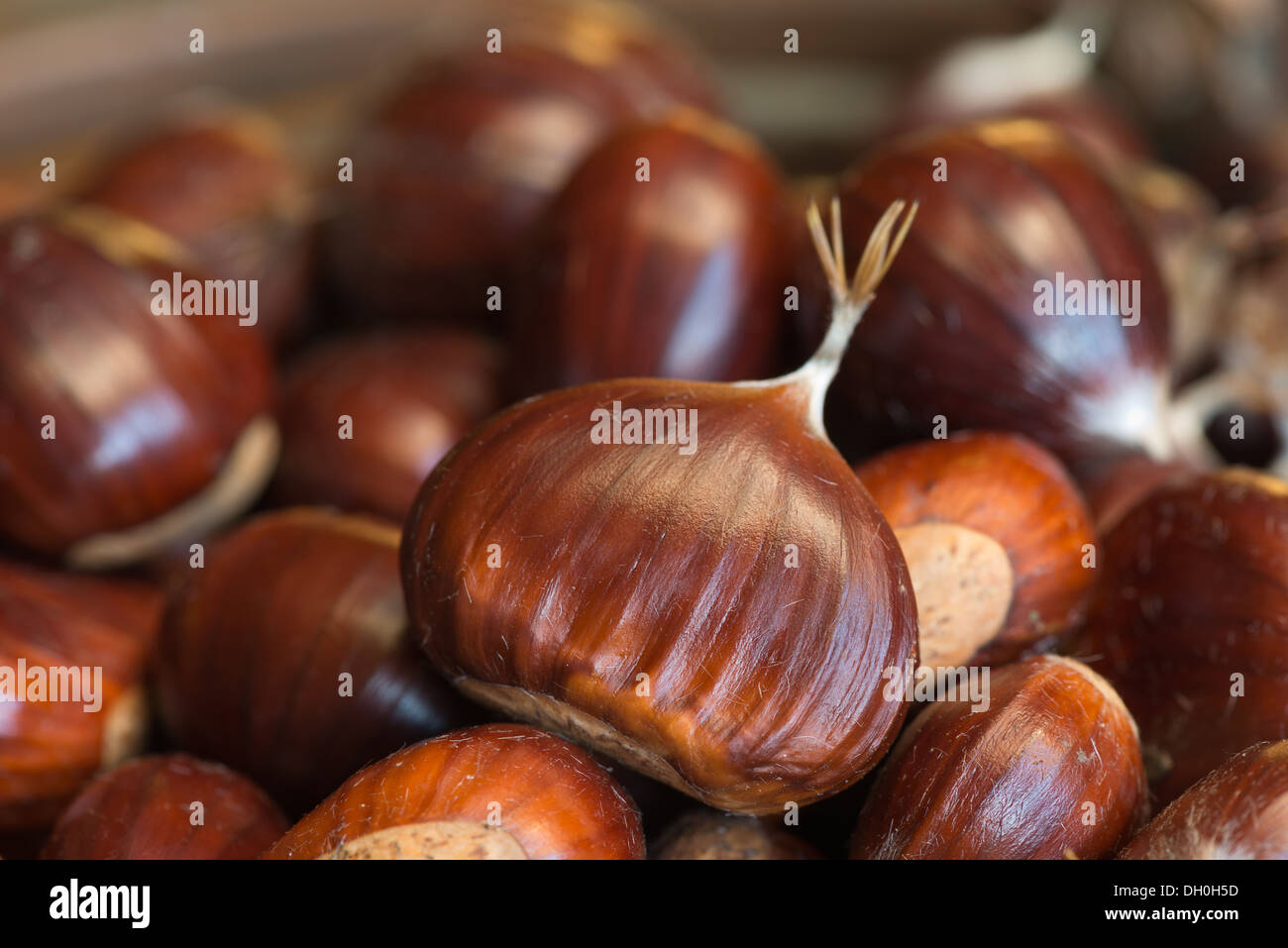 Shiny brown nut shells hi-res stock photography and images - Alamy