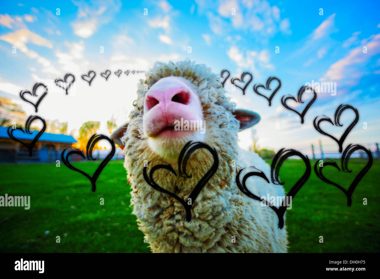Sheep heart hi-res stock photography and images - Alamy