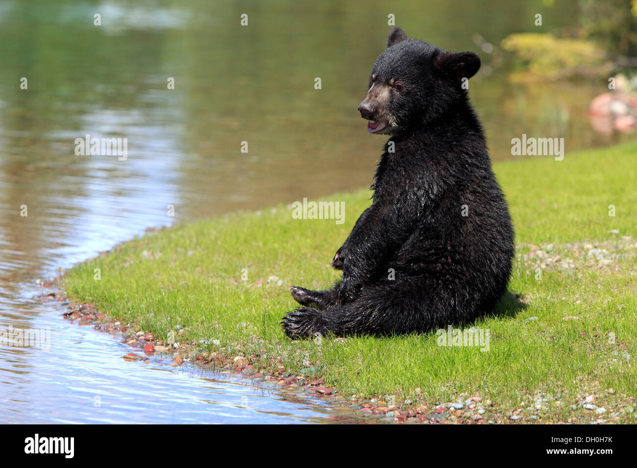 Juvenile black bear hi-res stock photography and images - Alamy