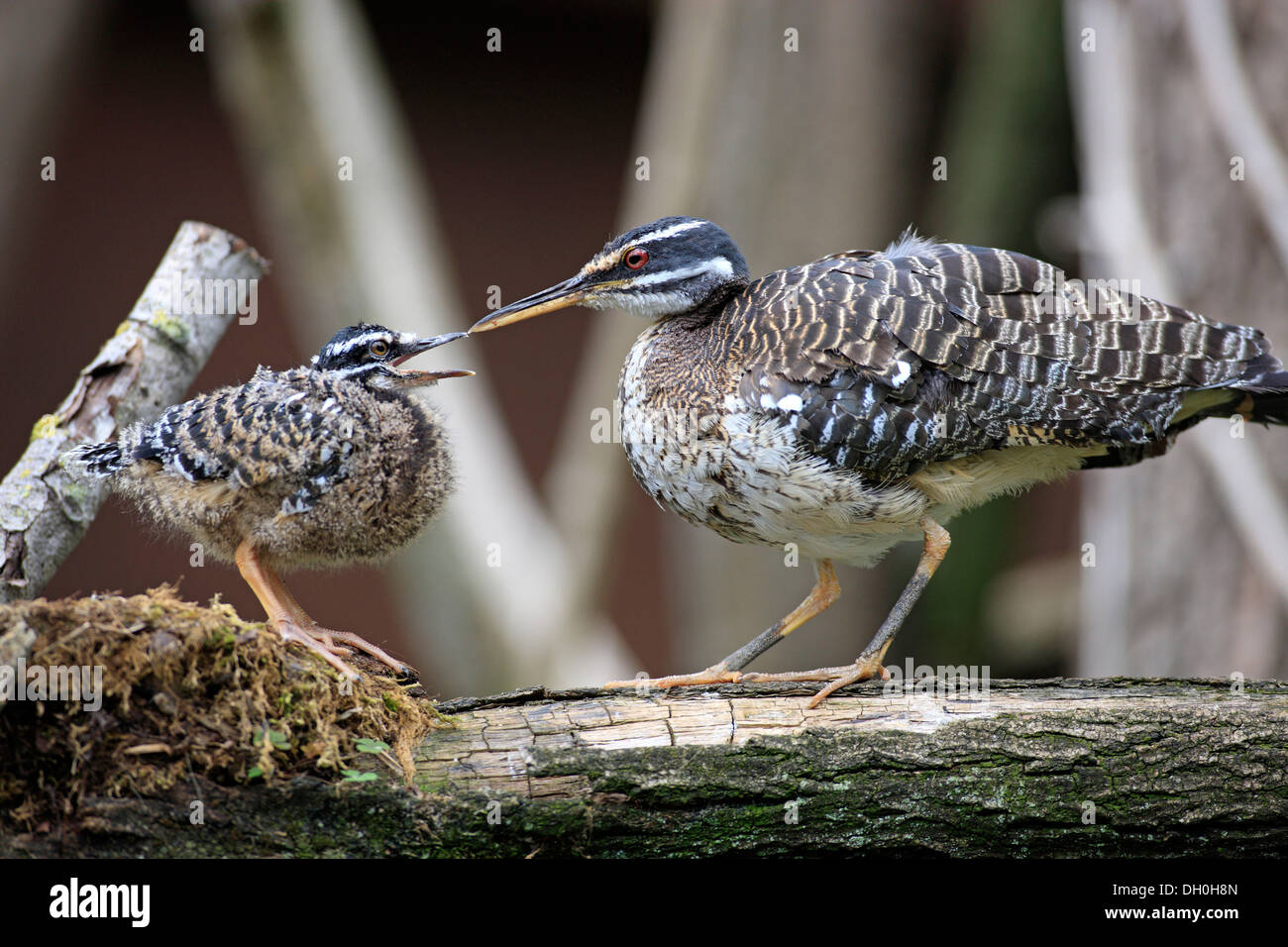 Sunbittern (Eurypyga helias), adult feeding chick on the nest ...