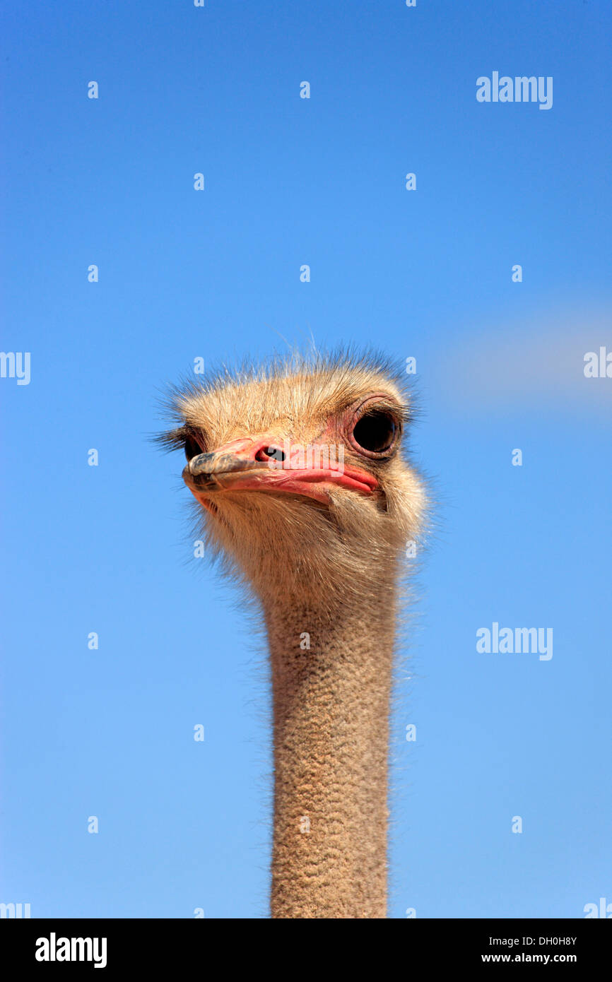 Ostrich or Common Ostrich (Struthio camelus australis), male, portrait ...