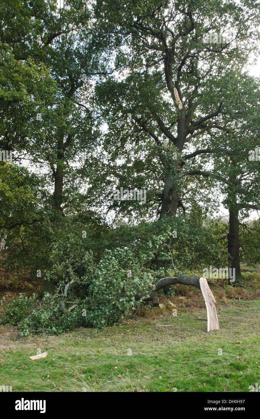wind damaged oak tree a mature branch has been torn broken off from ...