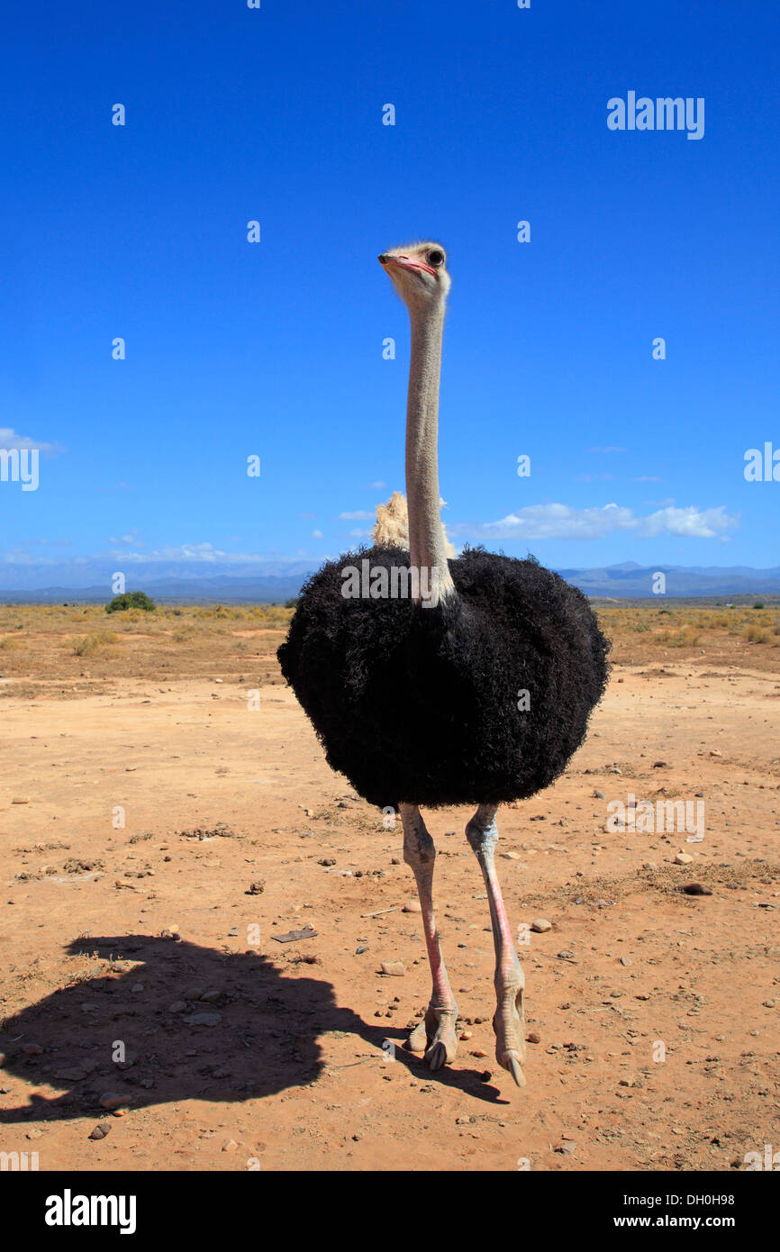 Ostrich or Common Ostrich (Struthio camelus australis), male, Karoo ...