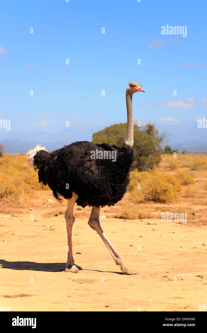 Ostrich or Common Ostrich (Struthio camelus australis), male, Karoo ...