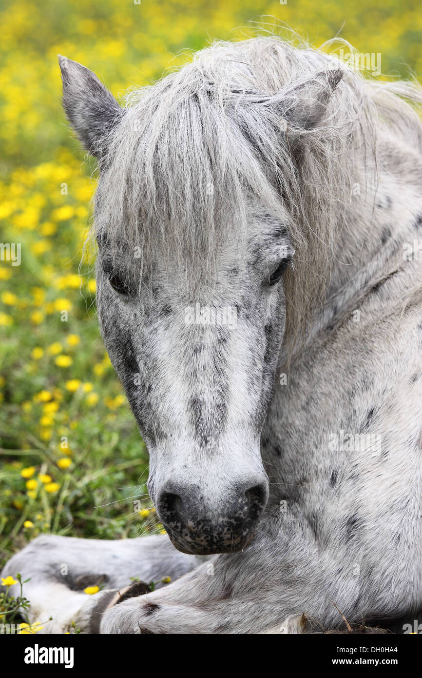 Pony on flower field hi-res stock photography and images - Alamy