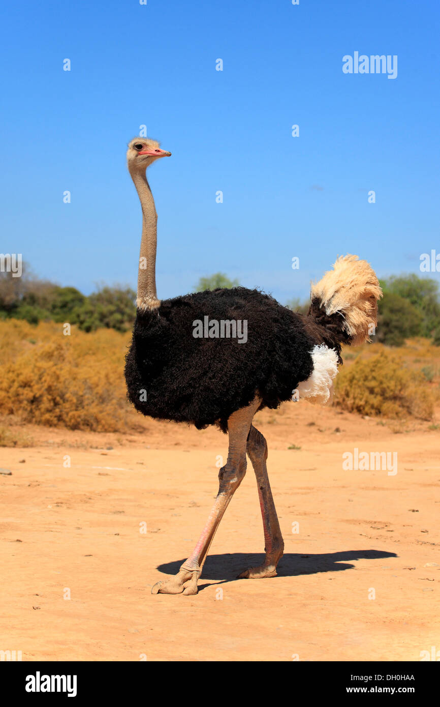 Ostrich or Common Ostrich (Struthio camelus australis), male, Karoo ...