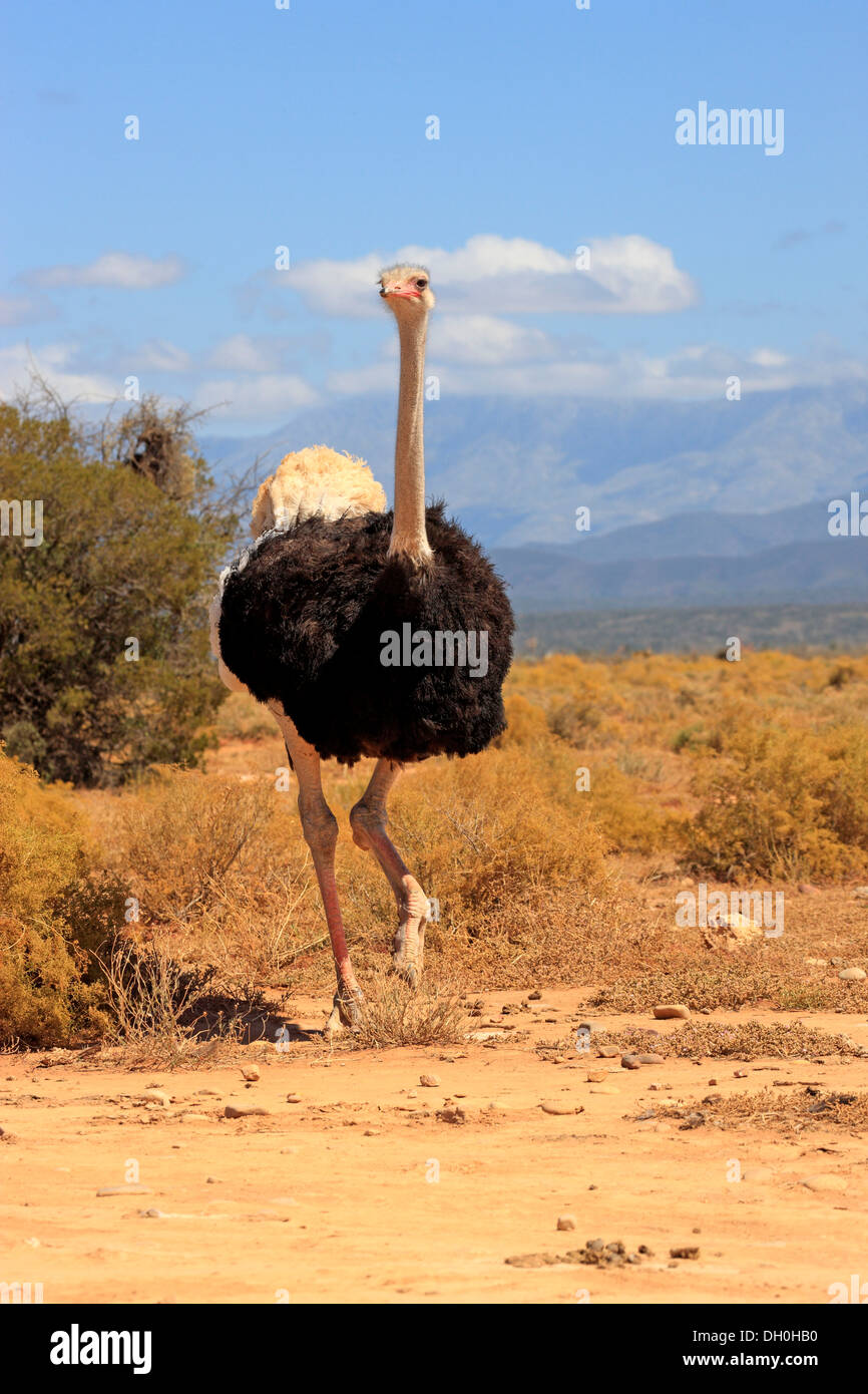 Ostrich or Common Ostrich (Struthio camelus australis), male, Karoo ...