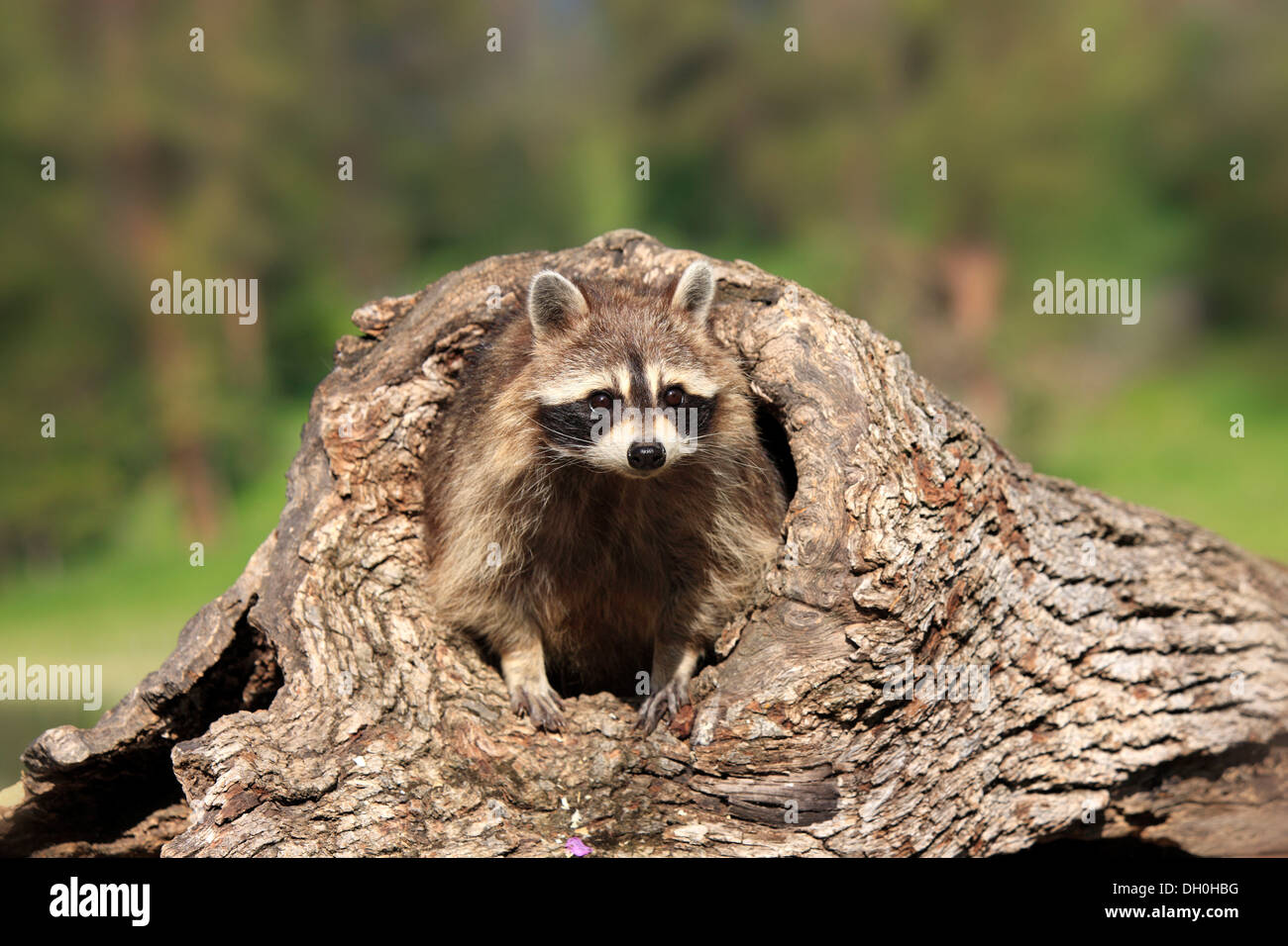 Raccoon (Procyon lotor), captive, female in its den, Montana, United ...