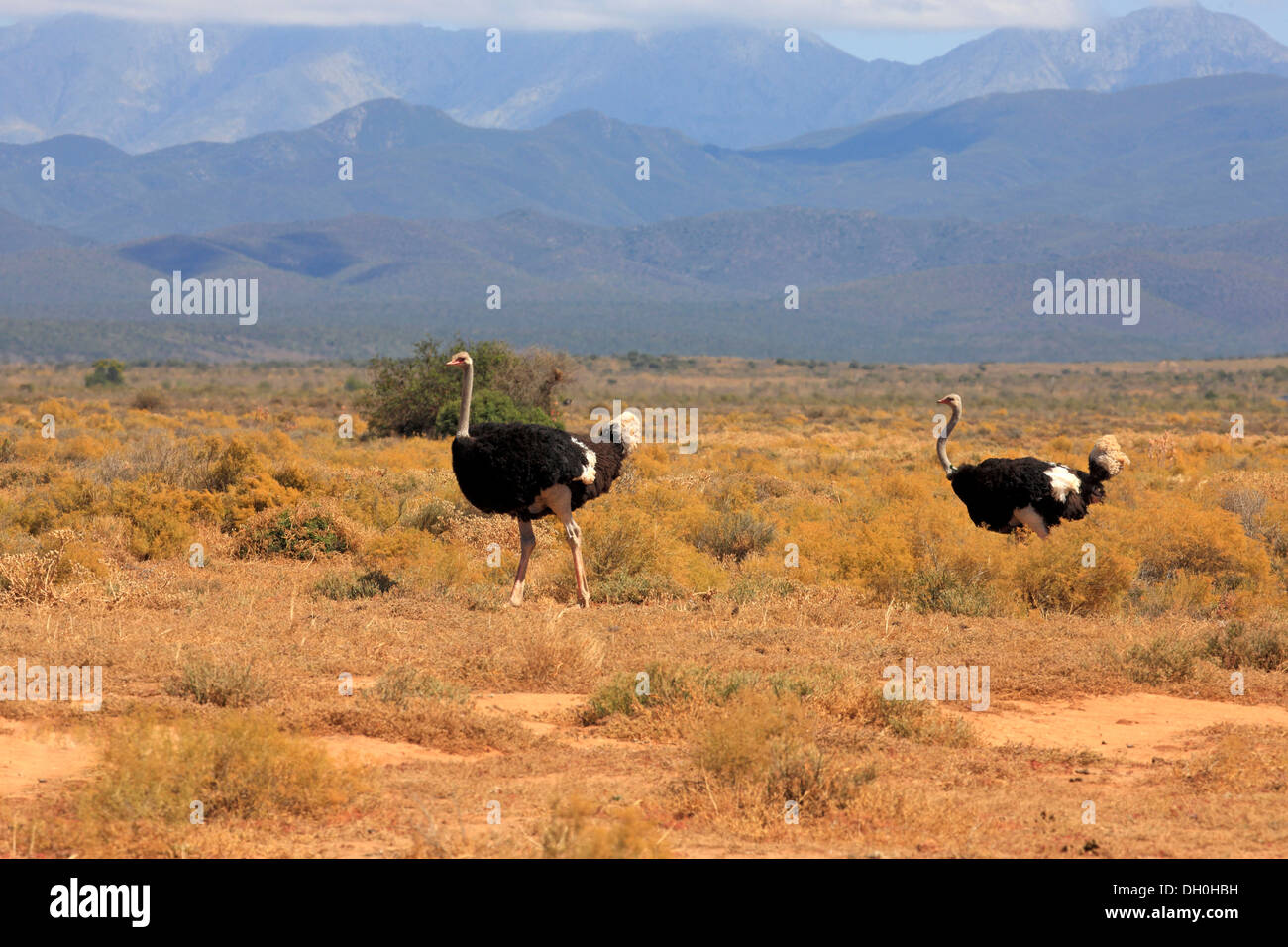 Ostrich or Common Ostrich (Struthio camelus australis), two males ...