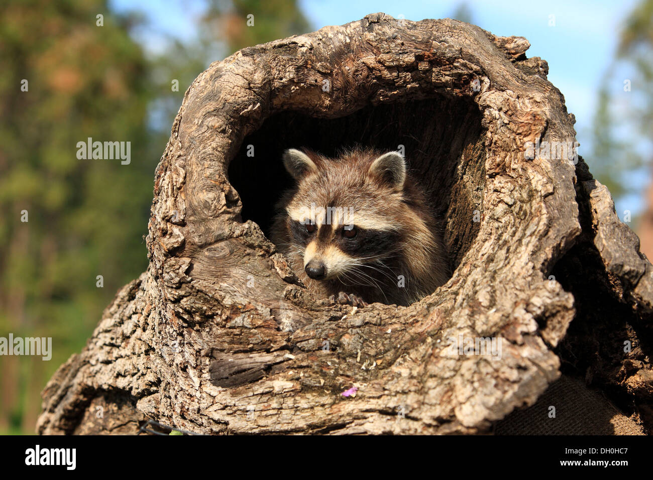 Raccoon (Procyon lotor), captive, female in its den, Montana, United ...