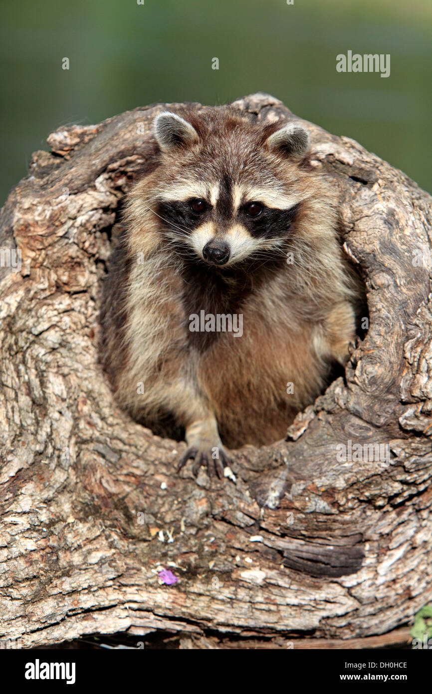 Raccoon (Procyon lotor), captive, female in its den, Montana, United ...