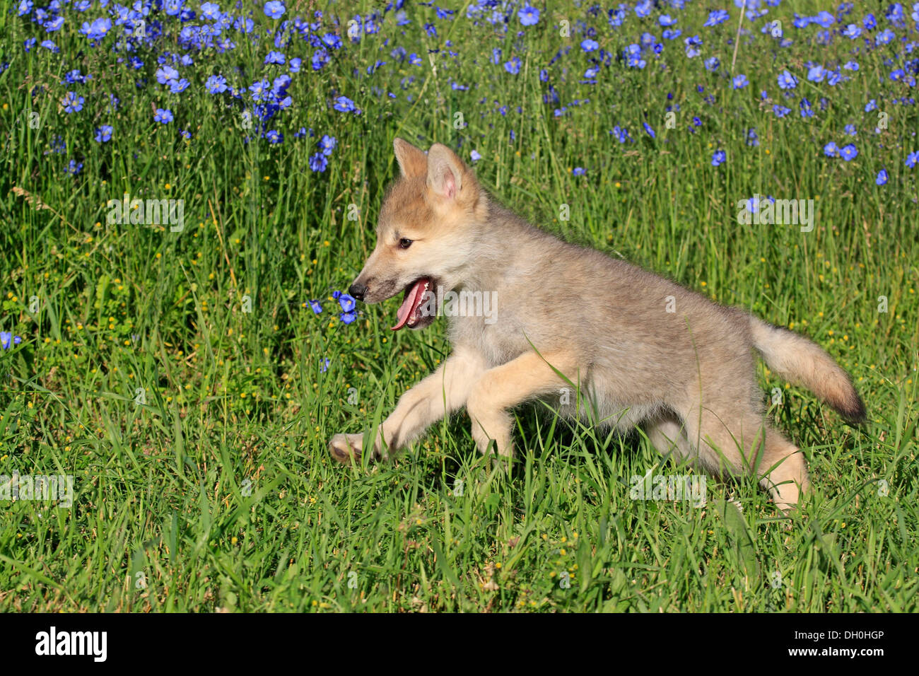 Juvenile grey wolf pup hi-res stock photography and images - Alamy