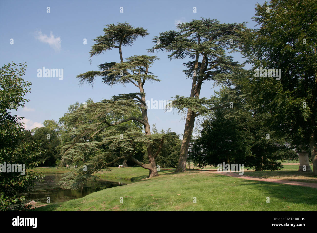 Cedar trees hi-res stock photography and images - Alamy