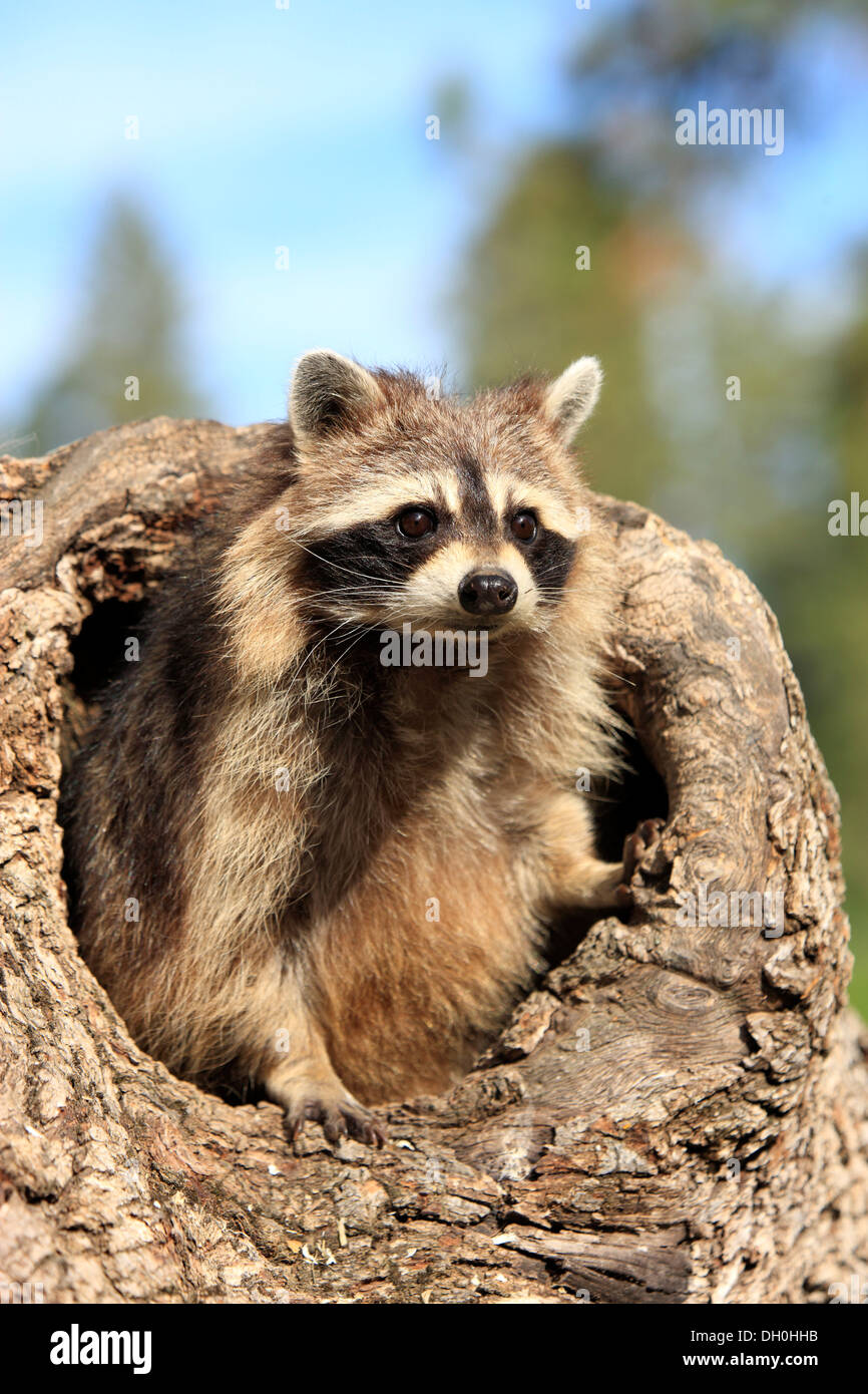 Raccoon in tree stump hi-res stock photography and images - Alamy