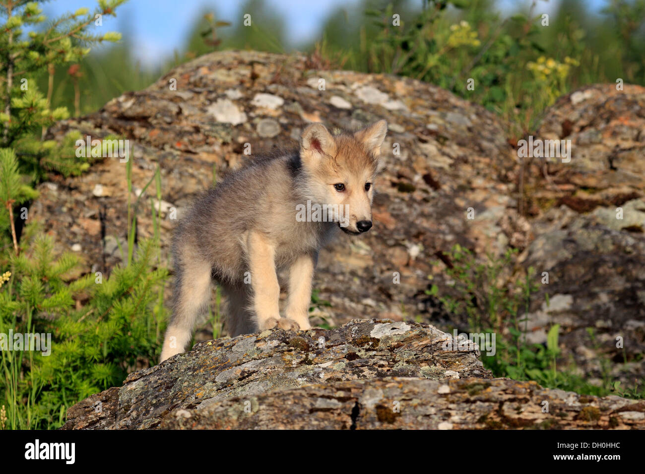 Wolf (Canis lupus), pup, eight weeks old, captive, Kalispell, Montana ...
