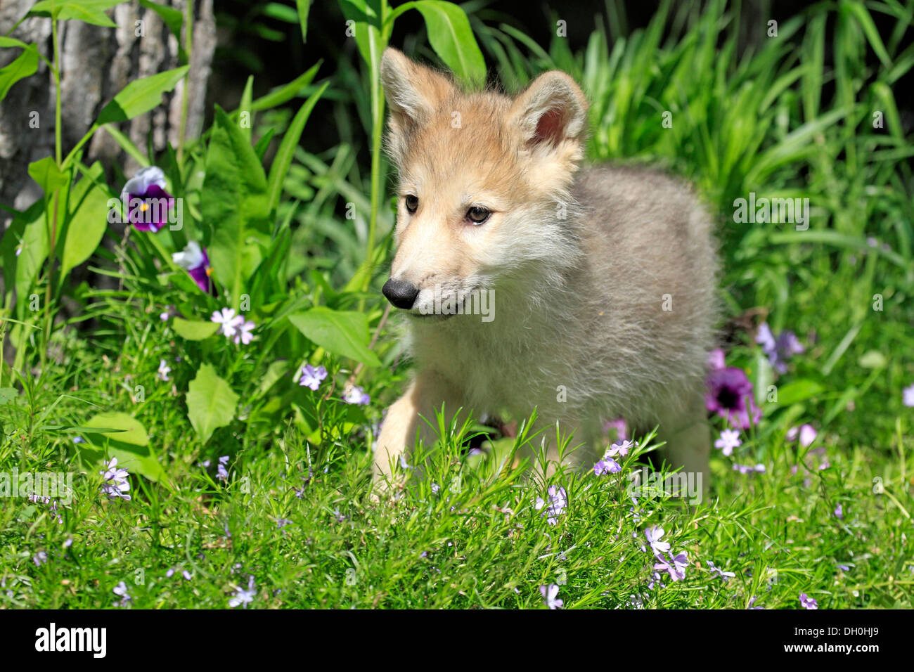 Juvenile grey wolf pup hi-res stock photography and images - Alamy