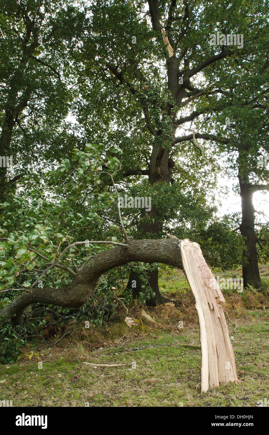 wind damaged oak tree a mature branch has been torn broken off from ...