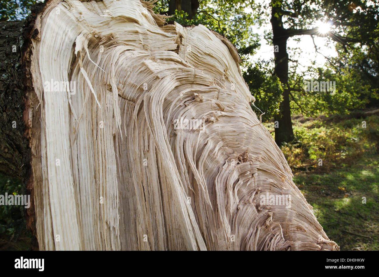 wind damaged oak tree a mature branch has been torn broken off from ...