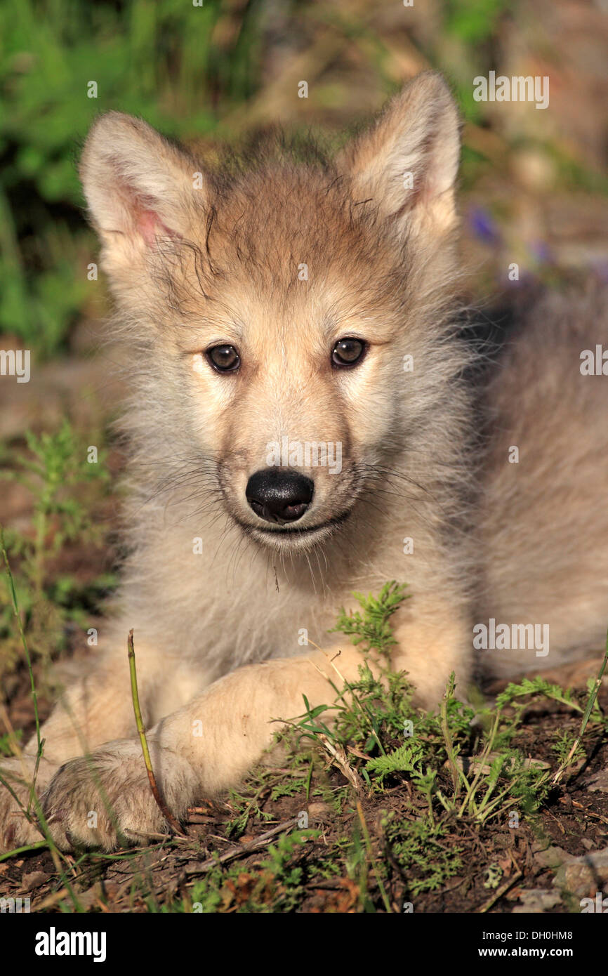 Wolf (Canis lupus), pup, eight weeks old, captive, Kalispell, Montana ...