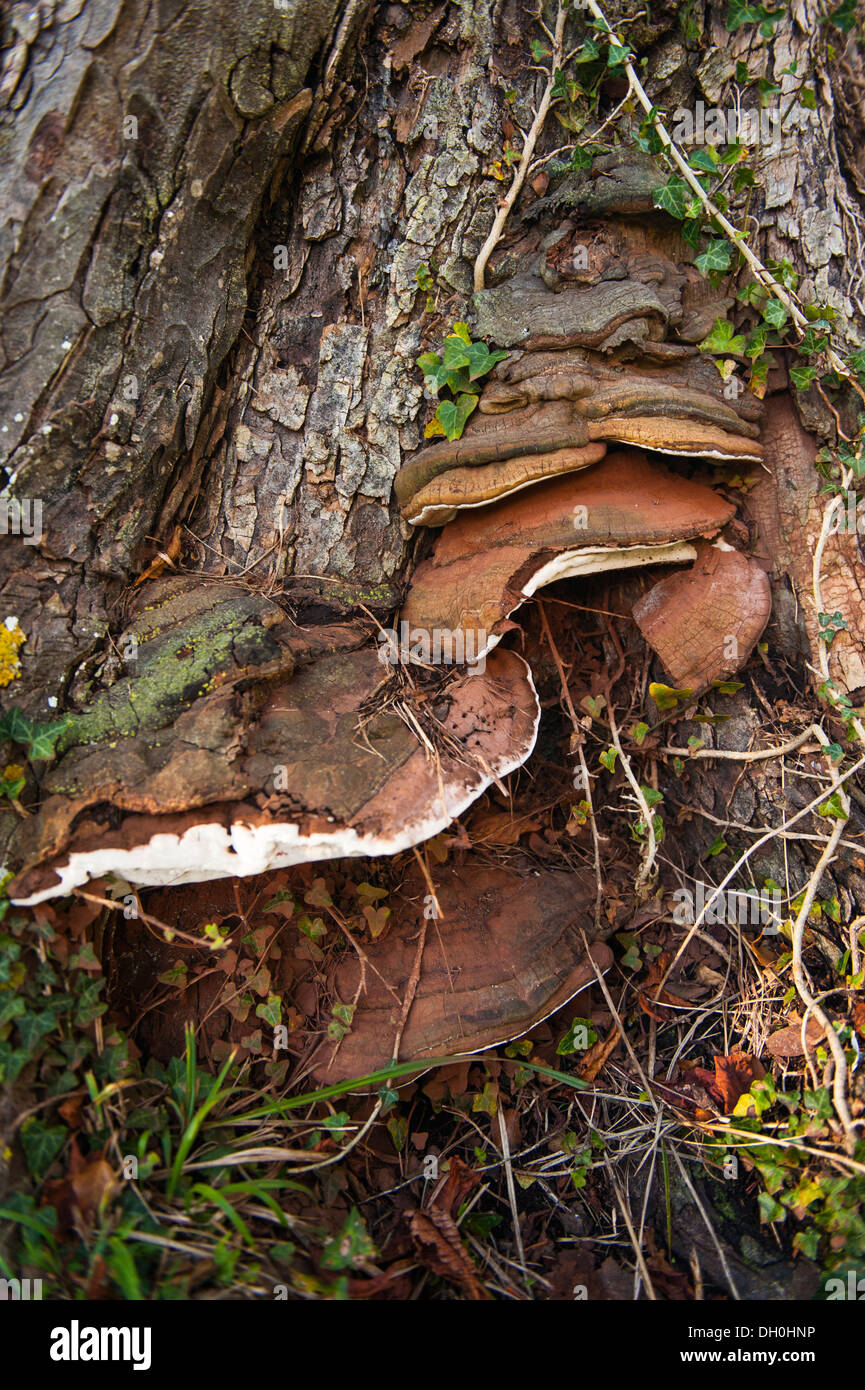 Artists Bracket Fungi Stock Photos & Artists Bracket Fungi Stock Images ...