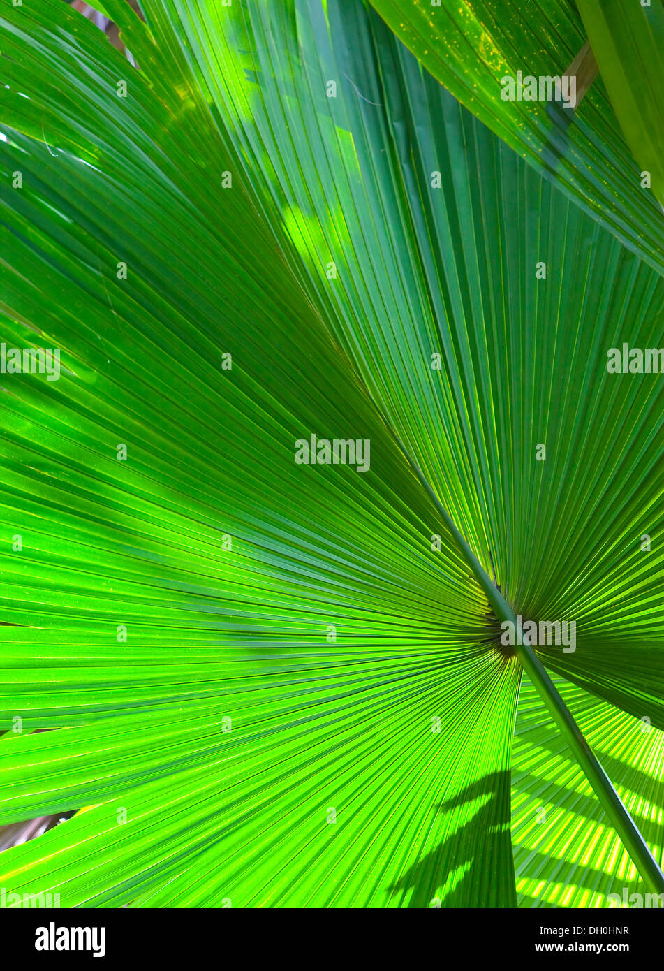 Fan leaf tree hi-res stock photography and images - Alamy