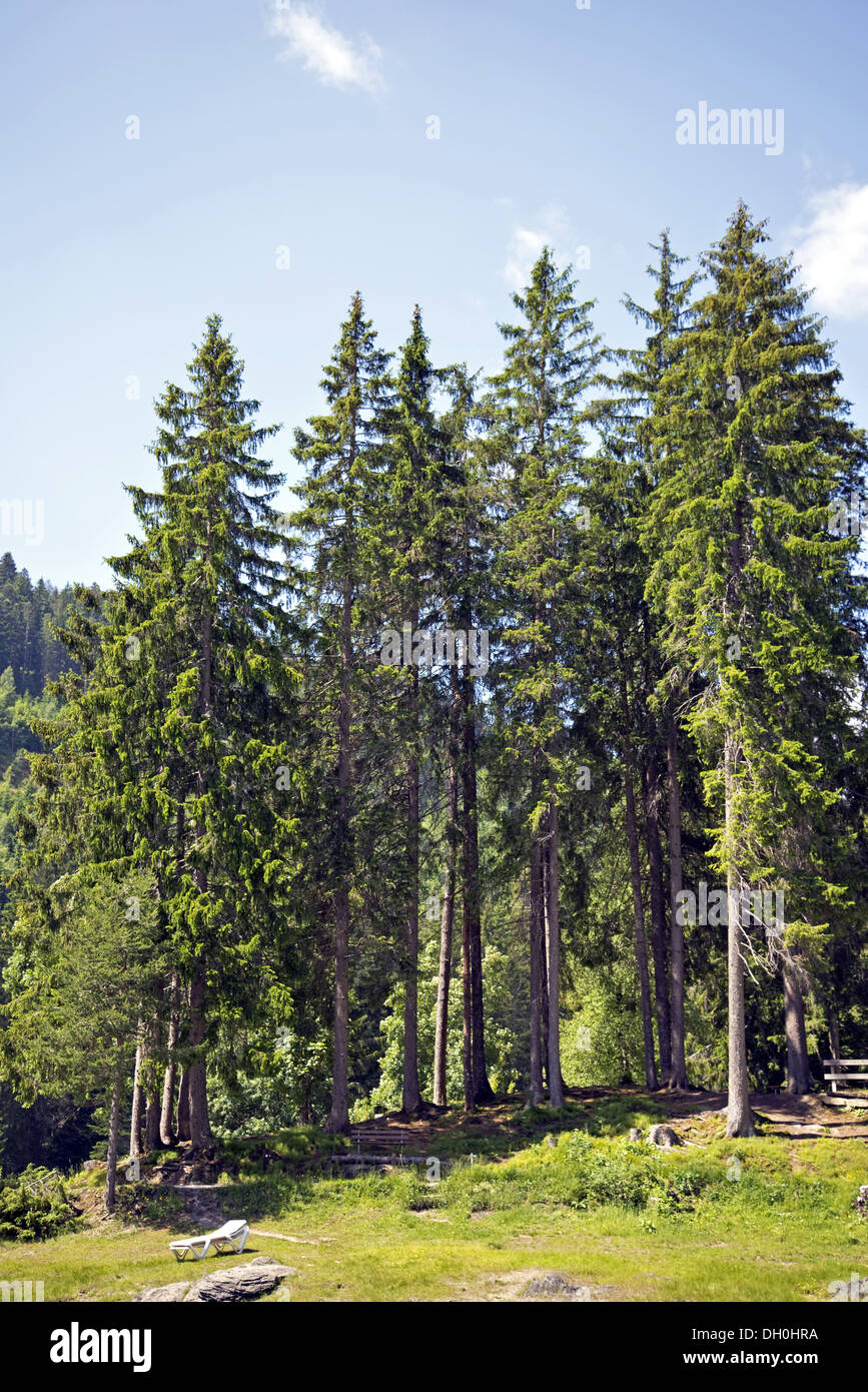 Group of conifers hi-res stock photography and images - Alamy